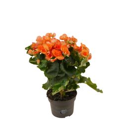 toom Begonie orange, 13 cm Topf