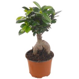 toom Zimmerbonsai Ficus 'Ginseng' 12 cm Topf