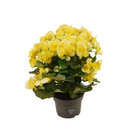 toom Begonie gelb, 13 cm Topf