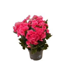 toom Begonie rosa, 13 cm Topf