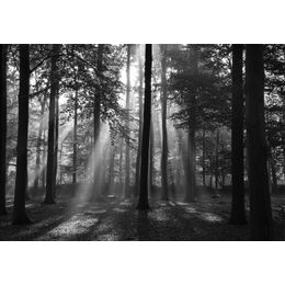 papermoon Fototapete "Forrest morning in black & white", B/L: 3,5m x 2,6m, Bahnen: 7 Stk., bunt, Tapeten