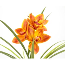 Kunstblume I.GE.A., B:26cm H:32cm L:16cm, orange, Polyester, Kunstpflanzen, "Orchidee", Mit Bl&auml;tter im Topf aus Keramik K&uuml;nstliche Blume