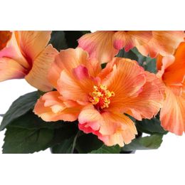 Kunstblume BOTANIC-HAUS, B:20cm H:27cm T:20cm &Oslash;:20cm, orange, Kunststoff, Kunstpflanzen, "Hibiskus im Topf"