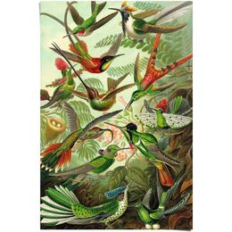 Poster Reinders, B:61cm H:91,5cm, gr&uuml;n, Papier, K&uuml;che, Bilder, "Hummingbirds Vogel - Tiermotiv - Natur - Botanisch - Ernst Haeckel"