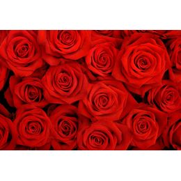 papermoon Fototapete "Red Roses", B/L: 4m x 2,6m, Bahnen: 8 Stk., bunt, Tapeten
