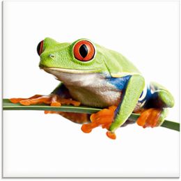 Glasbild Artland, B:20cm H:20cm, weiß, Glas, Wohnzimmer, Bilder, "Frosch auf einem Blatt", in verschiedenen Größen