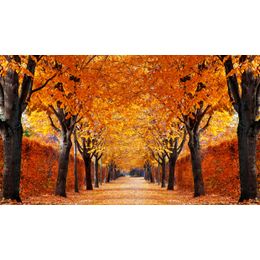 papermoon Fototapete "Autumn Alley", B/L: 3,5m x 2,6m, Bahnen: 7 Stk., bunt, Tapeten