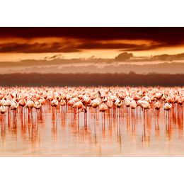 papermoon Fototapete "African Flamingos", B/L: 4m x 2,6m, Bahnen: 8 Stk., bunt, Tapeten