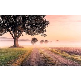 Komar Vliestapete "Digitaldruck Vlies - Misty Morning - Gr&ouml;&szlig;e 400 x 250 cm", B/L: 400mm x 250mm, Rollen:, braun, Wohnzimmer, Tapeten, Wohnzimmer,
