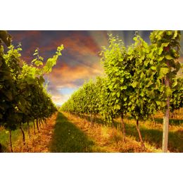 papermoon Fototapete "Sunset Vineyard", B/L: 4m x 2,6m, Bahnen: 8 Stk., bunt, Tapeten