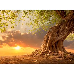 papermoon Fototapete "Old Tree in Sunset", B/L: 3,5m x 2,6m, Bahnen: 7 Stk., bunt, Tapeten