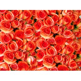 papermoon Fototapete "Orange Roses", B/L: 5m x 2,8m, Bahnen: 10 Stk., bunt, Tapeten
