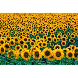 papermoon Fototapete "Field of Sunflowers", B/L: 4m x 2,6m, Bahnen: 8 Stk., bunt, Tapeten