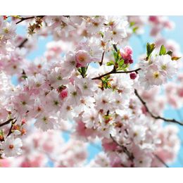 Komar Vliestapete "Digitaldruck Vlies - Spring - Gr&ouml;&szlig;e 300 x 250 cm", B/L: 300mm x 250mm, Rollen:, bunt, Tapeten, Wohnzimmer, Schlafzimmer