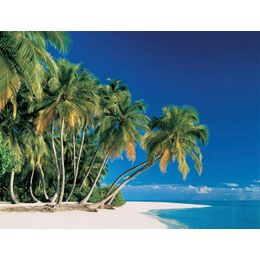 papermoon Fototapete "Tropical Palms", B/L: 4m x 2,6m, Bahnen: 8 Stk., bunt, Tapeten