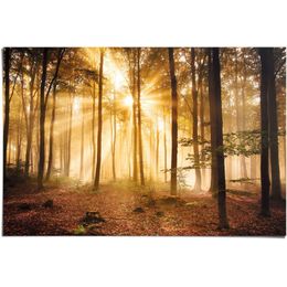 Poster Reinders, B:91,5cm H:61cm, braun, Papier, Bilder, "Erleuchteter Wald"