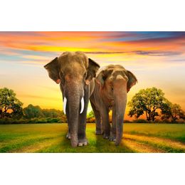 papermoon Fototapete "Elephants Family", B/L: 4m x 2,6m, Bahnen: 8 Stk., bunt, Tapeten