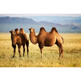papermoon Fototapete "Mongolian Camels", B/L: 5m x 2,8m, Bahnen: 10 Stk., bunt, Tapeten