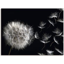 Wandbild Artland, B:80cm H:60cm, schwarz, Wohnzimmer, Bilder, "Pusteblume", als Alubild, Outdoorbild, Leinwandbild, Poster, Wandaufkleber