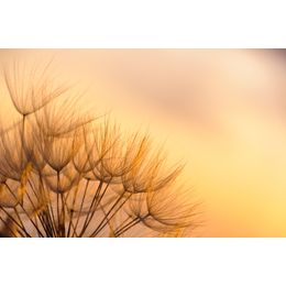 papermoon Fototapete "Dandelion Sunset", B/L: 5m x 2,8m, Bahnen: 10 Stk., bunt, Tapeten