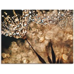 Wandbild Artland, B:80cm H:60cm, gold, Wohnzimmer, Bilder, "Pusteblume Goldschimmer", als Alubild, Outdoorbild, Leinwandbild, Poster, Wandaufkleber