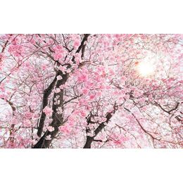 Komar Vliestapete "Digitaldruck Vlies - Bloom - Gr&ouml;&szlig;e 400 x 250 cm", B/L: 400mm x 250mm, Rollen:, rosa, Tapeten, Wohnzimmer, Schlafzimmer