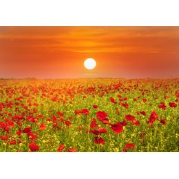 papermoon Fototapete "Red Poppies Field", B/L: 3,5mm x 2,6mm, Bahnen: 7 Stk. St., bunt, Tapeten