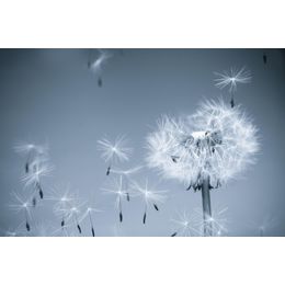 papermoon Fototapete "Dandelion in the Wind", B/L: 3,5m x 2,6m, Bahnen: 7 Stk., bunt, Tapeten