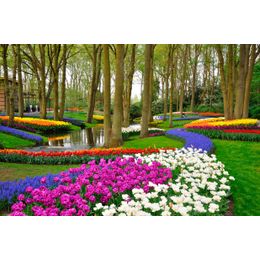 papermoon Fototapete "Tulips in Keukenhof Park", B/L: 5m x 2,8m, Bahnen: 10 Stk., bunt, Tapeten