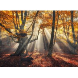 papermoon Fototapete "Magical Old Trees", B/L: 3,5m x 2,6m, Bahnen: 7 Stk., bunt, Tapeten