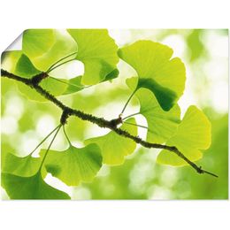Wandbild Artland, B:40cm H:30cm T:0,1cm, gr&uuml;n, Papier, Wohnzimmer, Bilder, "Ginkgo", als Leinwandbild, Poster in verschied. Gr&ouml;&szlig;en