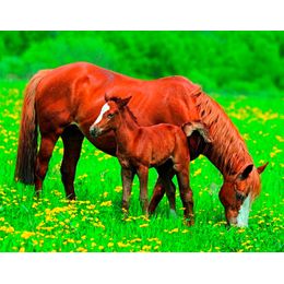 papermoon Fototapete "Horses", B/L: 5m x 2,8m, Bahnen: 10 Stk., bunt, Tapeten