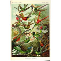 Poster Reinders, B:61cm H:91,5cm, bunt, Papier, Bilder, "Kolibris Lithografie"