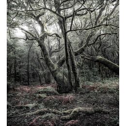 Komar Vliestapete "Digitaldruck Vlies - Das Model - Gr&ouml;&szlig;e 250 x 280 cm", B/L: 250m x 280m, Rollen: 1, schwarz, Wohnzimmer, Tapeten, Wohnzimmer,