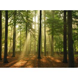 papermoon Fototapete "Forest in the Morning", B/L: 3,5m x 2,6m, Bahnen: 7 Stk., bunt, Tapeten
