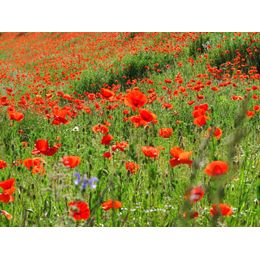 papermoon Fototapete "Red Poppa Field", B/L: 4m x 2,6m, Bahnen: 8 Stk., bunt, Tapeten