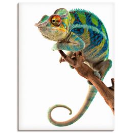 Wandbild Artland, B:60cm H:80cm T:1,8cm, weiß, Leinwand, Wohnzimmer, Bilder, "Ambanja Panther Chamäleon", auf Holzrahmen gespannt