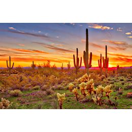 papermoon Fototapete "Saguaros Sunset Phoenix", B/L: 4m x 2,6m, Bahnen: 8 Stk., bunt, Tapeten