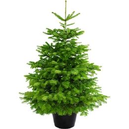 Echter Weihnachtsbaum "Nordmanntanne im Topf, Weihnachtsdeko", 70cm bis 90cm, gr&uuml;n, WEIHNACHTSBAUM GURU, Weihnachtsb&auml;ume