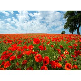 papermoon Fototapete "Red Poppy Field", B/L: 4m x 2,6m, Bahnen: 8 Stk., bunt, Tapeten