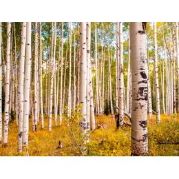 papermoon Fototapete "Birches in Colorado Rocky Mountains", B/L: 3,5mm x 2,6mm, Bahnen: 7 Stk. St., bunt, Tapeten