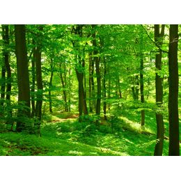 papermoon Fototapete "Forest in Spring", B/L: 4m x 2,6m, Bahnen: 8 Stk., bunt, Tapeten