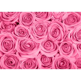 papermoon Fototapete "Pink Roses", B/L: 3,5m x 2,6m, Bahnen: 7 Stk., bunt, Tapeten