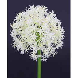 Kunstblume I.GE.A., B:13cm H:80cm L:13cm, beige, Kunststoff, Kunstpflanzen, "Allium Zierlauch", Stielblume k&uuml;nstliche Blumen, 2er Set
