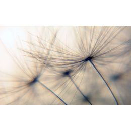 queence Wandsticker "Dandelion", B/H/T: 120cm x 80cm x 0,1cm, Pusteblume, beige, Kinderzimmer, Wandtattoos, Selbstklebend, kinderleichte Anbringung,