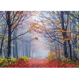 papermoon Fototapete "Foggy Autumn Forest Road", B/L: 5m x 2,8m, Bahnen: 10 Stk., bunt, Tapeten