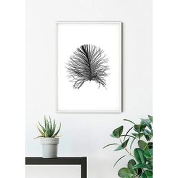 Komar Bild "Feather White", B/H/T: 30cm x 40cm, Federn, 1 Stk., bunt, Wohnzimmer, Bilder, Wandbild zur Dekoration - ohne Rahmen