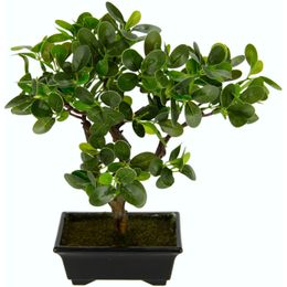 Kunstbonsai I.GE.A., B:13cm H:33cm, grün, Obermaterial: 70% Kunststoff, 30% Polyester, Kunstpflanzen, "Ginseng-Bonsai", in Bonsaischale aus Kunststoff