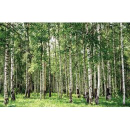 papermoon Fototapete "Birch Forest", B/L: 2m x 1,49m, bunt, Tapeten