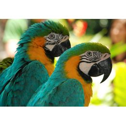 papermoon Fototapete "Macaw Love Birds", B/L: 4m x 2,6m, Bahnen: 8 Stk., bunt, Tapeten